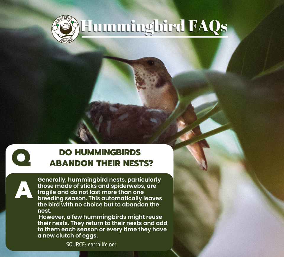 Hummingbird FAQs – Grateful Gnome