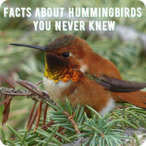 Facts About Hummingbirds You Never Knew – Grateful Gnome