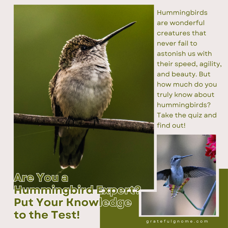 Are You a Hummingbird Expert? Put Your Knowledge to the Test ...