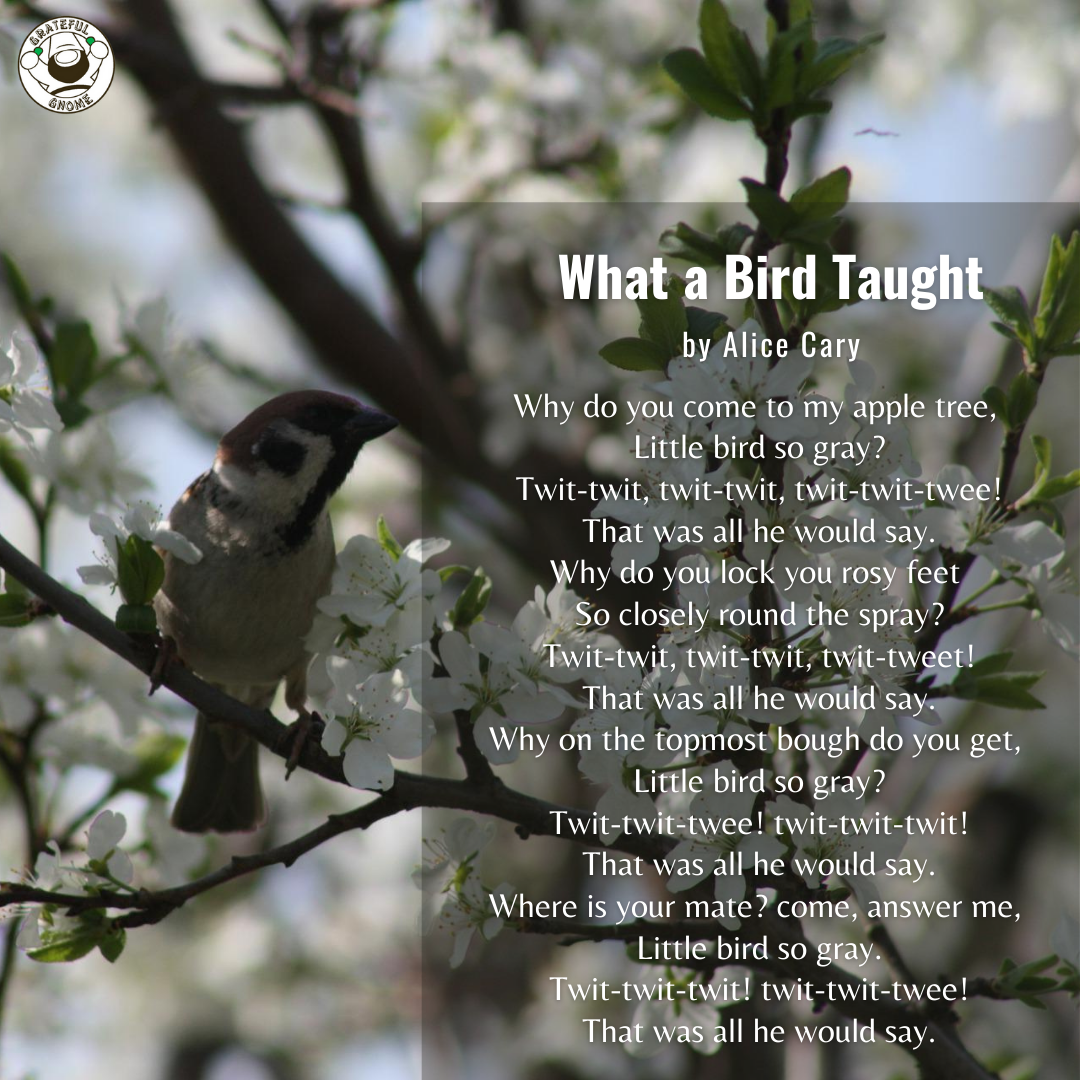 Bird Poems - What a Bird Taught – Grateful Gnome