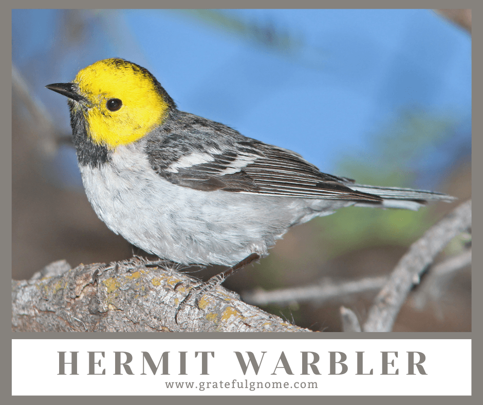 Hermit Warbler – Grateful Gnome