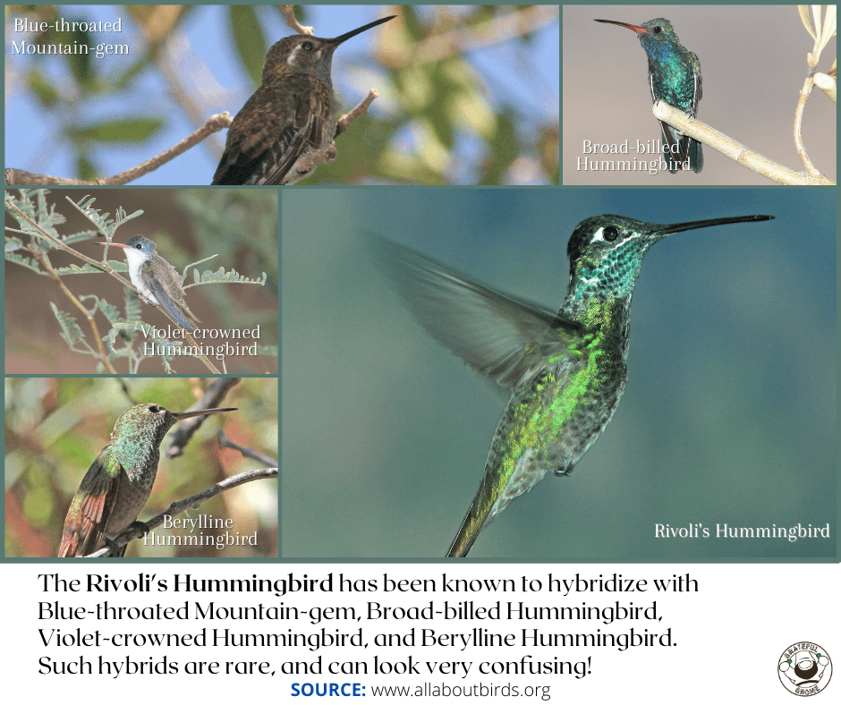 Hummingbird Cool Facts – Grateful Gnome