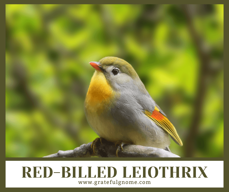 Red Billed Leiothrix Grateful Gnome