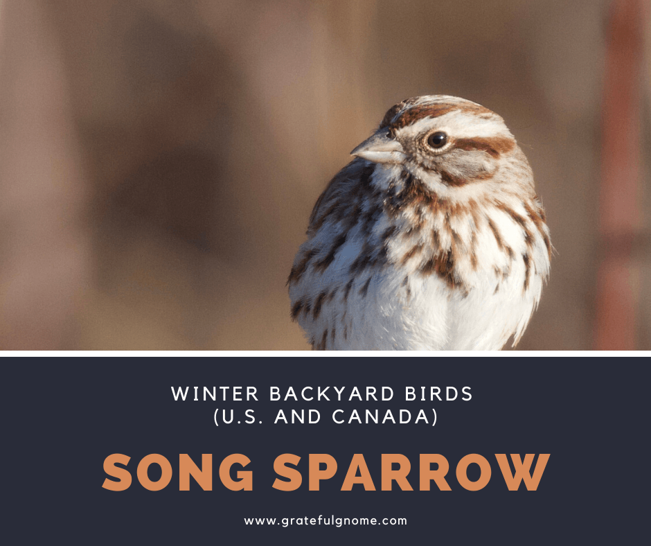 Winter Backyard Birds (U.S. and Canada) - Song Sparrow – Grateful Gnome
