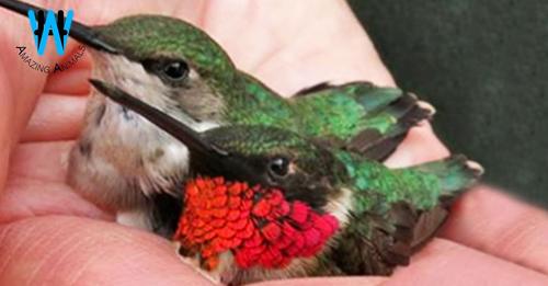 Meet The Ruby-throated Hummingbird – Grateful Gnome