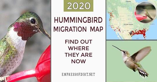 2020 Hummingbird Migration Map (Find Out When to Expect Them ...
