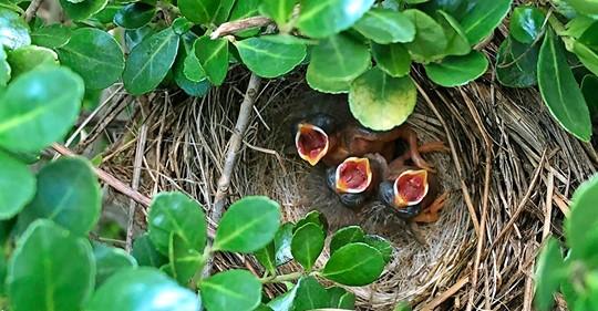 5 Stages Of A Bird's Life – Grateful Gnome