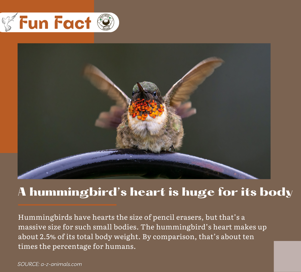 Fun Fact About Hummingbirds – Grateful Gnome