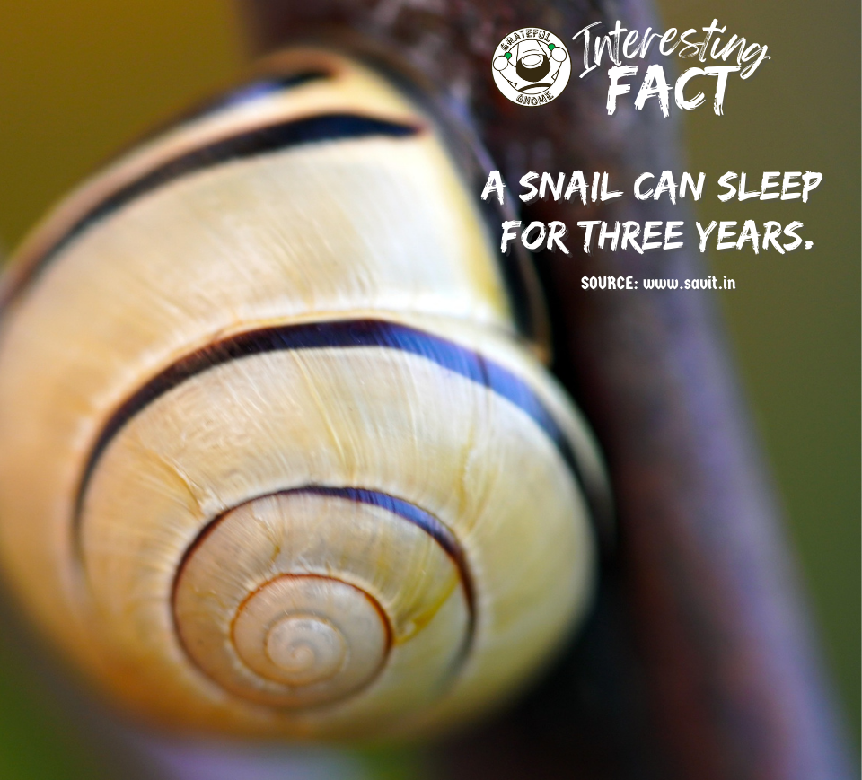 Interesting Fact – Grateful Gnome