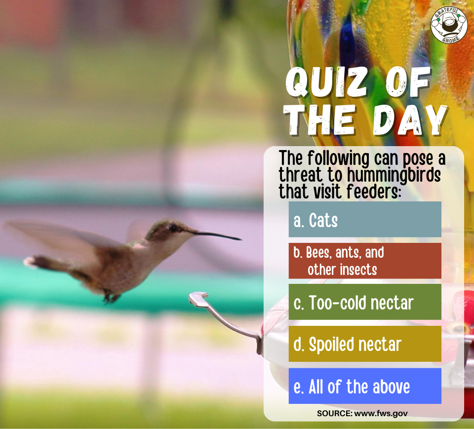 Quiz of the Day – Grateful Gnome