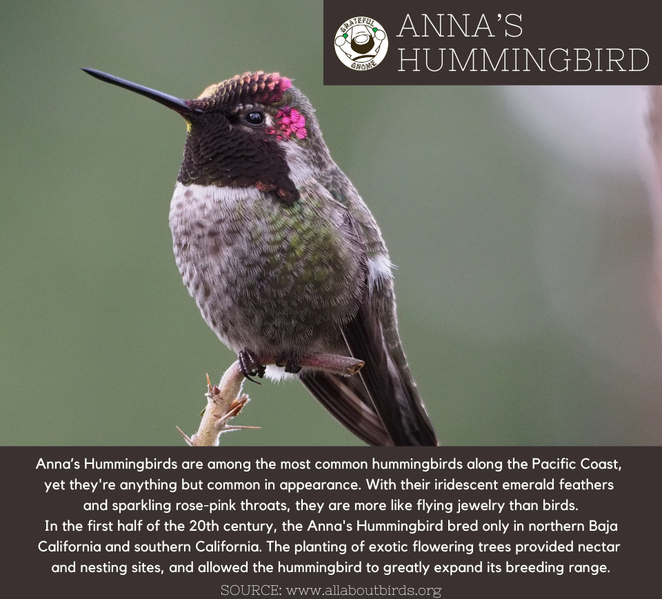 Anna’s Hummingbird – Grateful Gnome