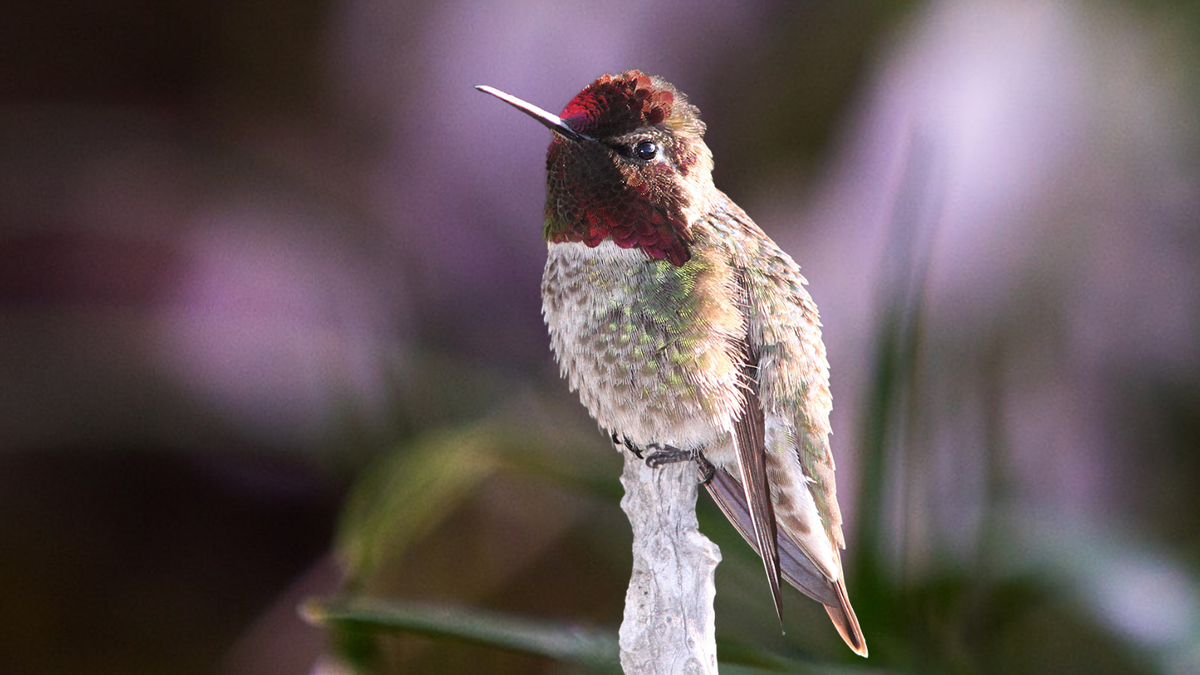 A Comprehensive Guide To Anna’s Hummingbird – Grateful Gnome