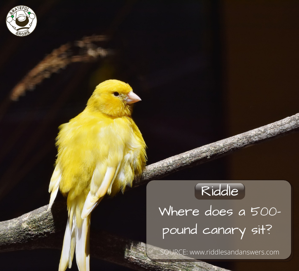 Riddle Time – Grateful Gnome