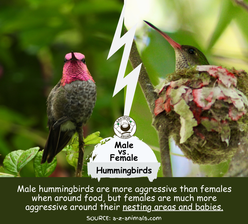 Male vs. Female Hummingbirds – Grateful Gnome