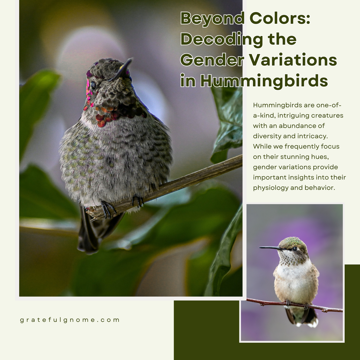 Beyond Colors: Decoding the Gender Variations in Hummingbirds ...