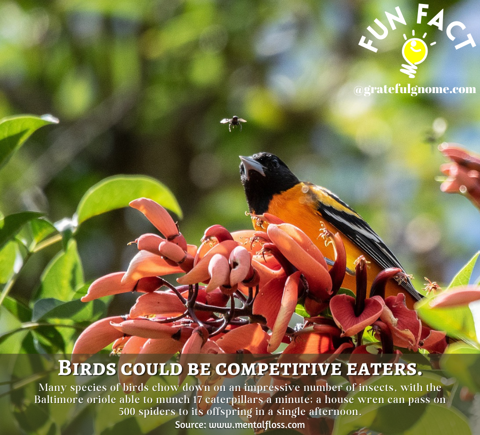 Bird Fun Fact – Grateful Gnome