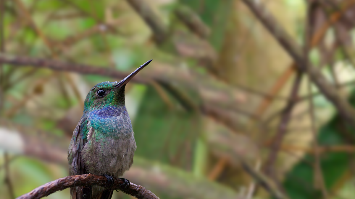 Blue-Chested Hummingbird – Grateful Gnome
