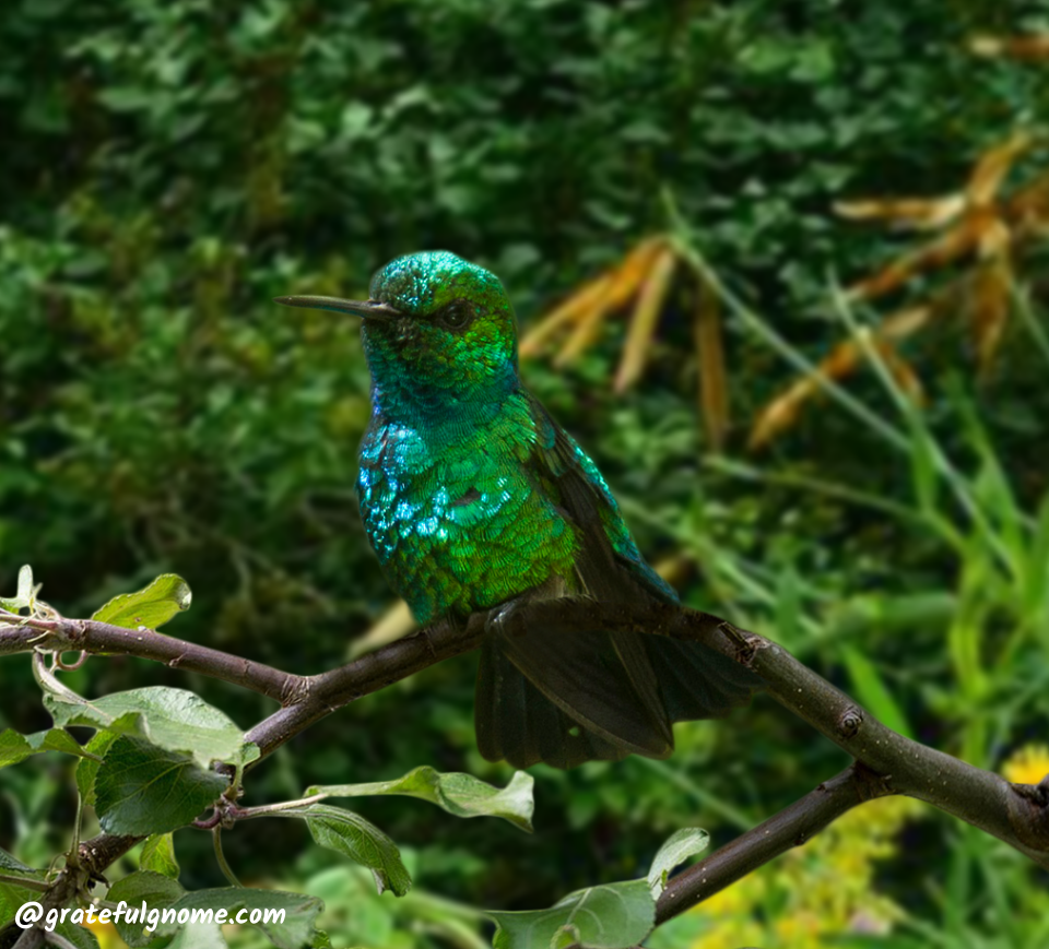 Blue-Tailed Hummingbird – Grateful Gnome