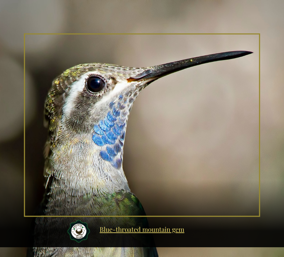 Blue-throated Mountain Gem – Grateful Gnome