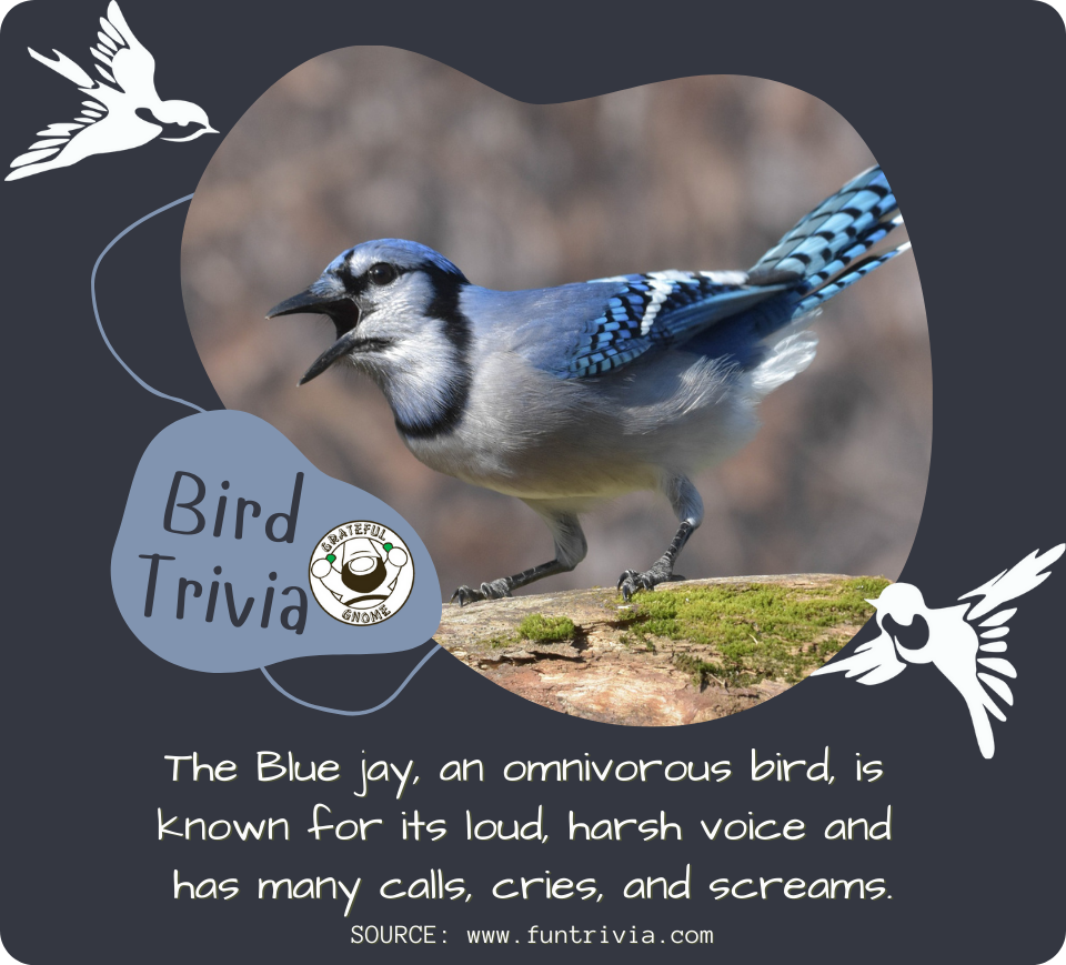 Bird Trivia – Grateful Gnome