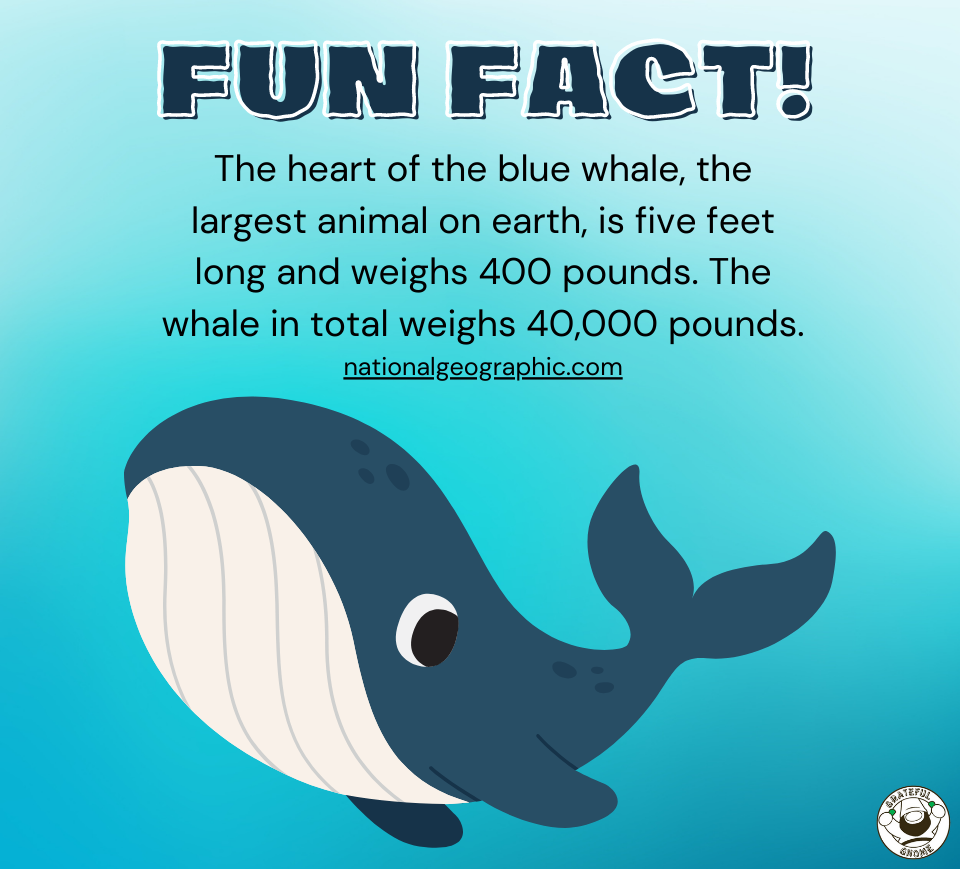 Fun Fact – Grateful Gnome