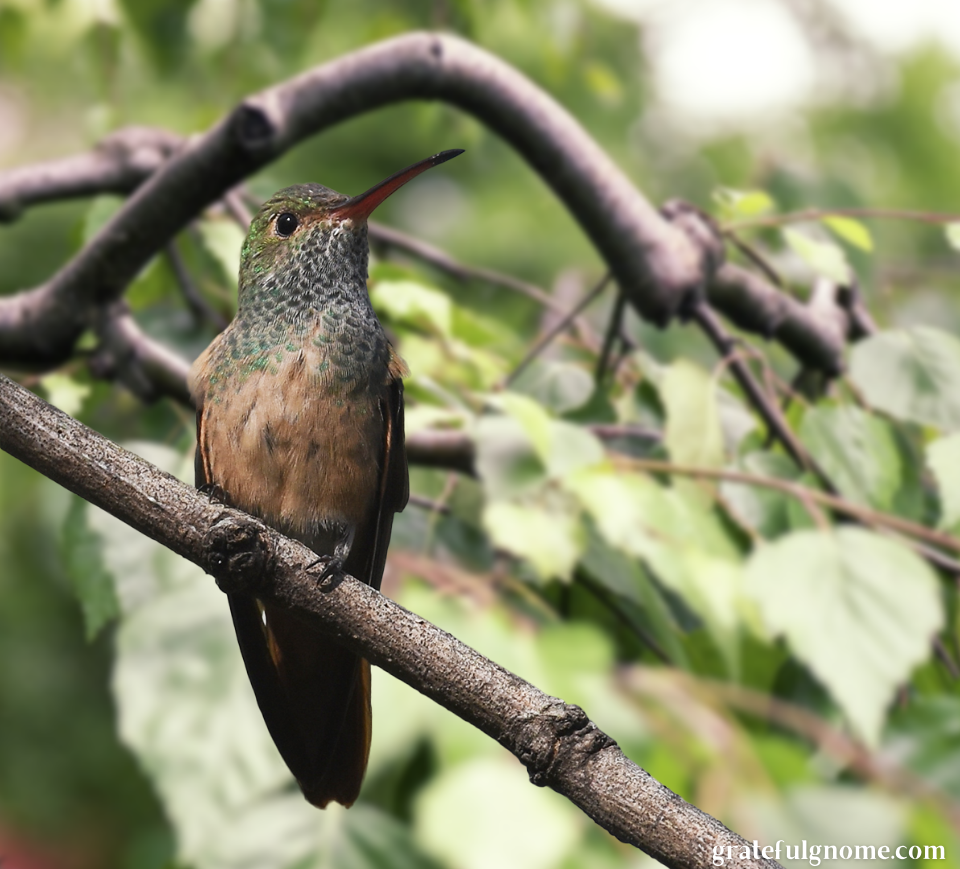 Species Spotlight - Buff-bellied Hummingbird – Grateful Gnome
