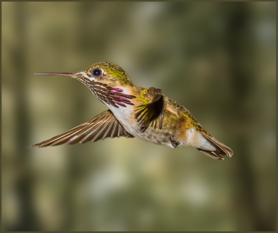 Calliope Hummingbird Migration Facts – Grateful Gnome