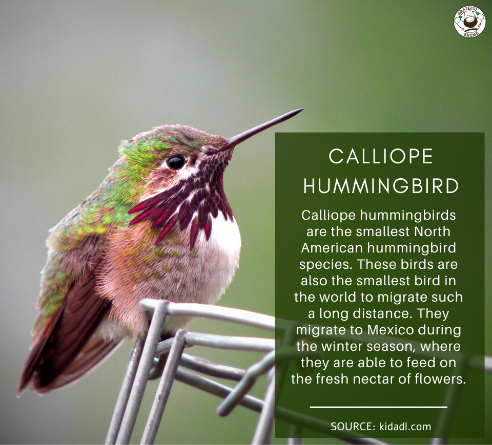 Calliope Hummingbird – Grateful Gnome
