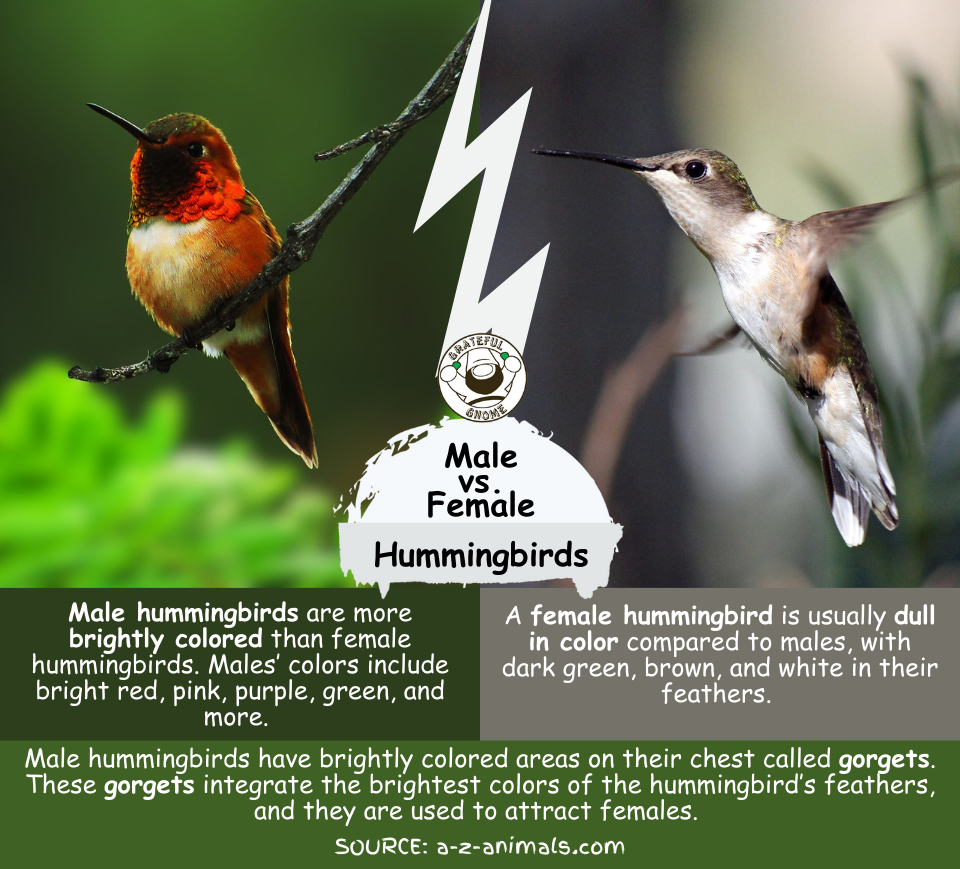 Male vs. Female Hummingbirds – Grateful Gnome