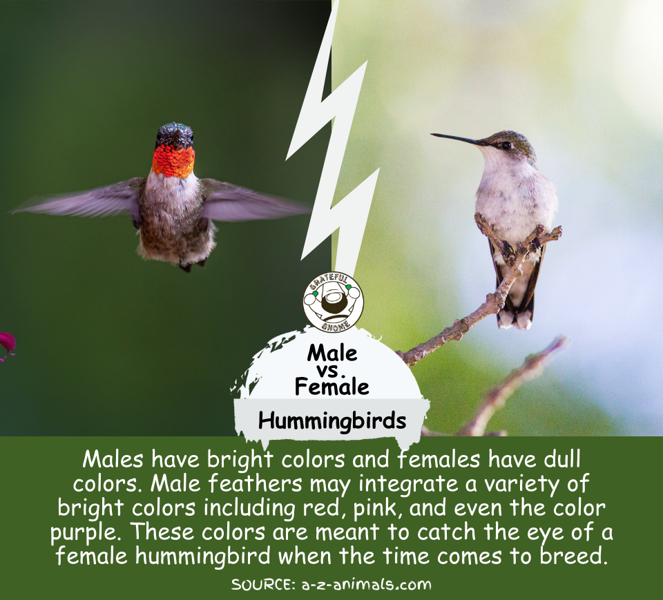 Male vs. Female Hummingbirds – Grateful Gnome