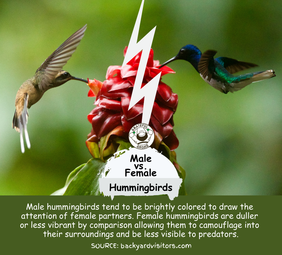 Male vs. Female Hummingbirds – Grateful Gnome