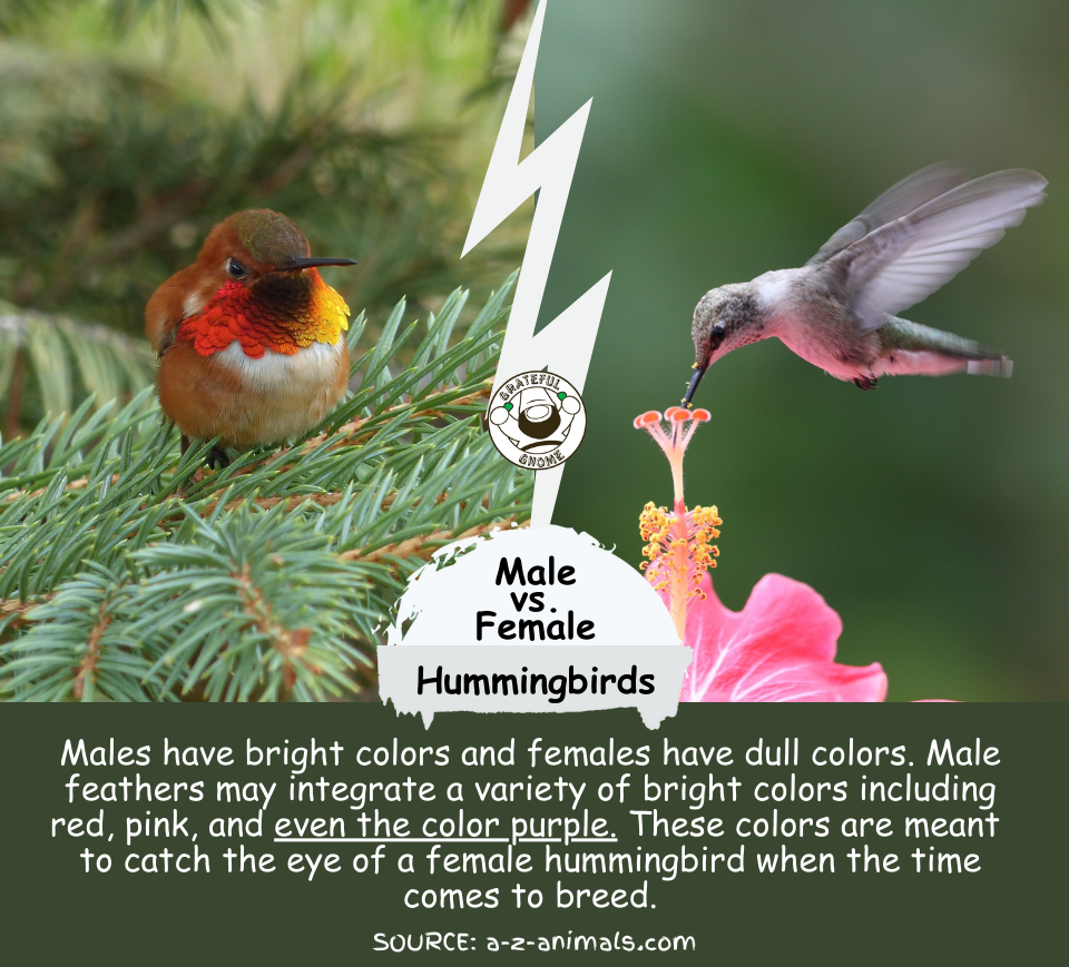 Male vs. Female Hummingbirds – Grateful Gnome