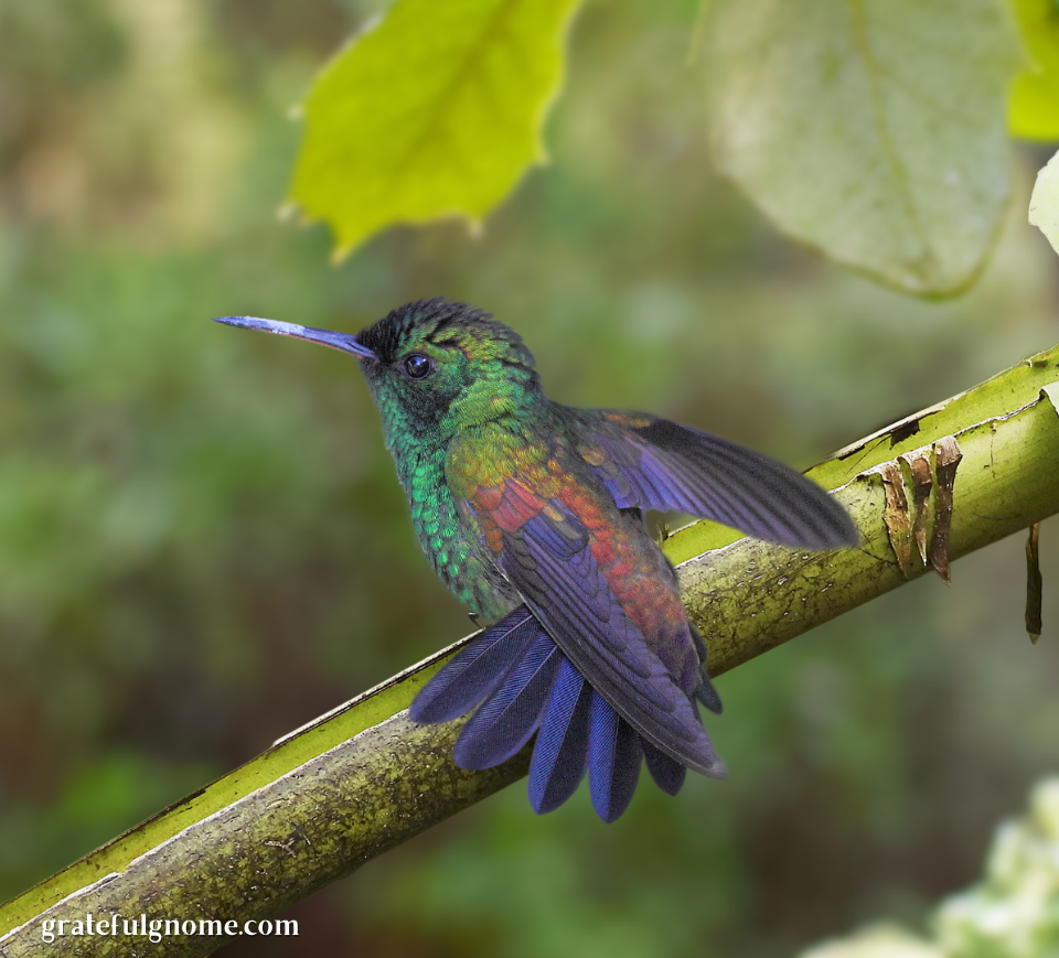 Species Spotlight - Copper-Rumped Hummingbird – Grateful Gnome