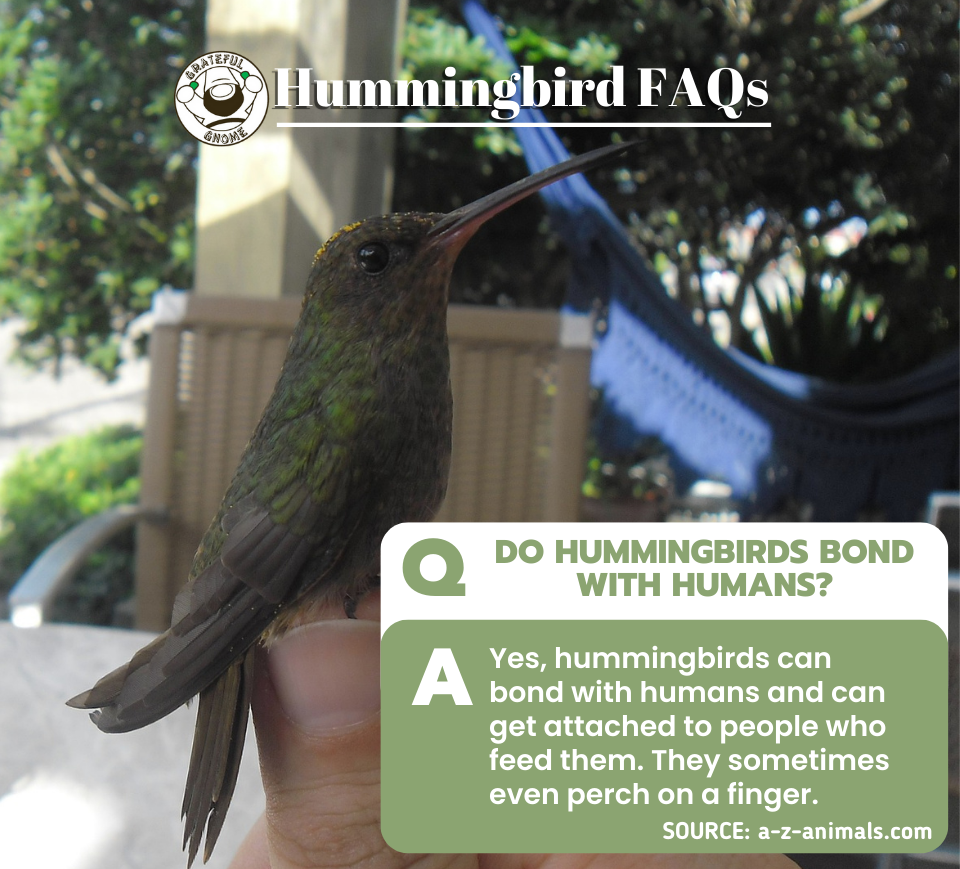 Hummingbird FAQs – Grateful Gnome