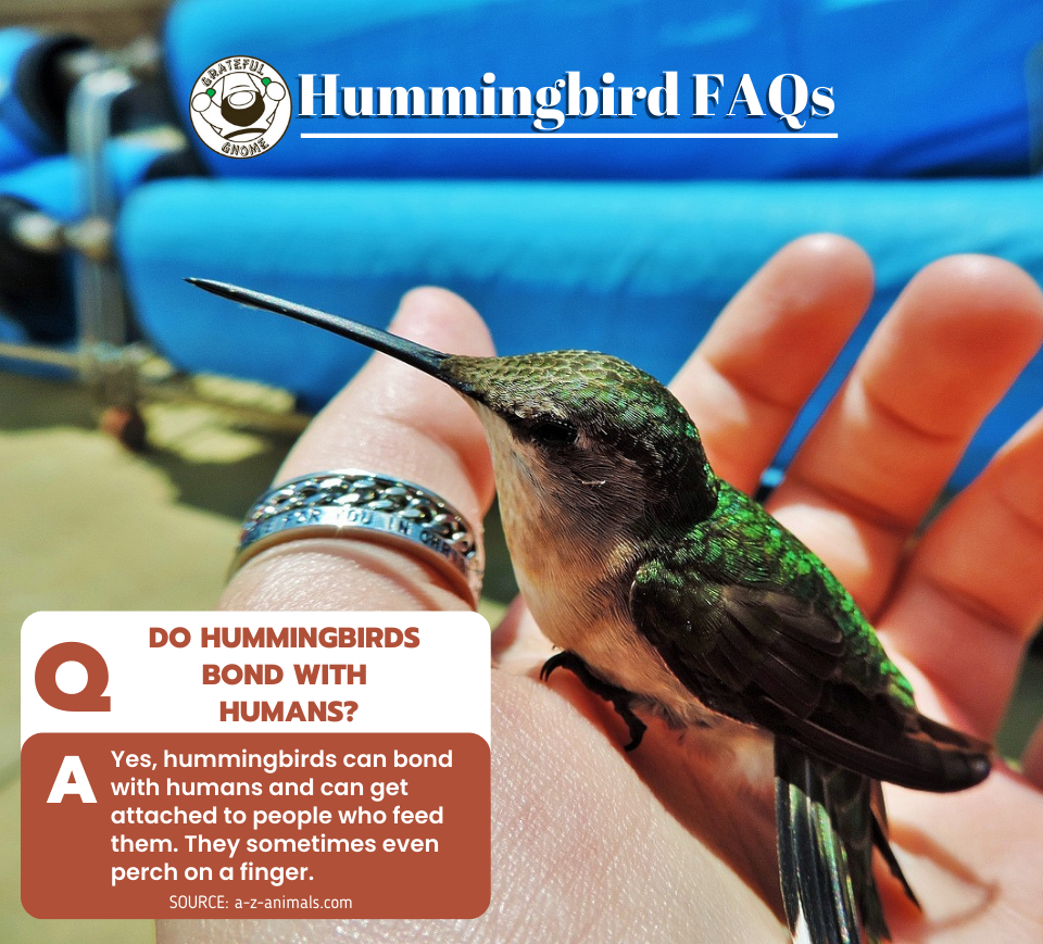 Hummingbird FAQs – Grateful Gnome