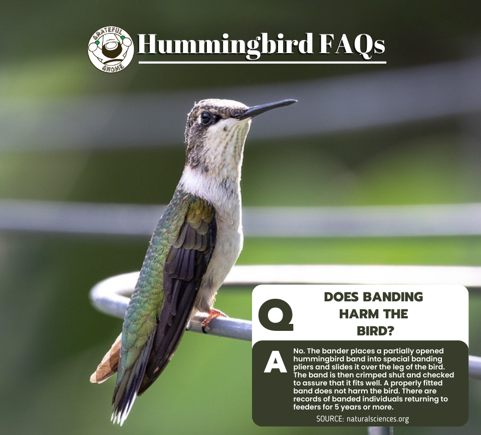 Hummingbird FAQs – Grateful Gnome