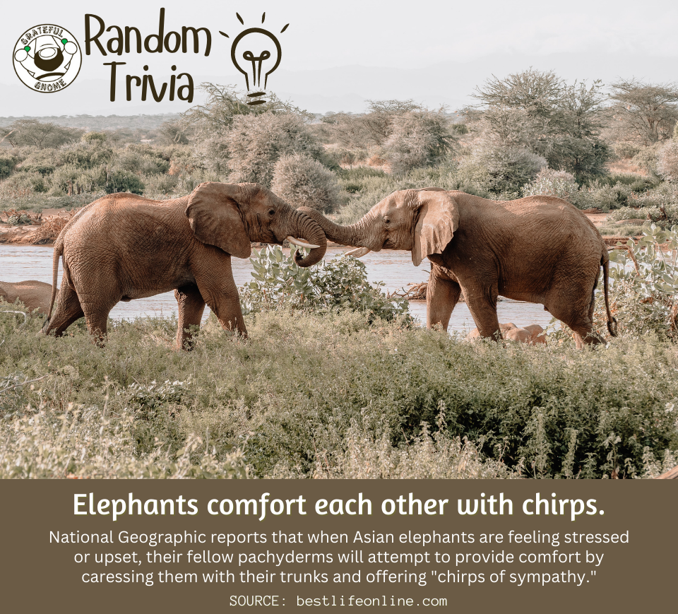 Random Trivia – Grateful Gnome