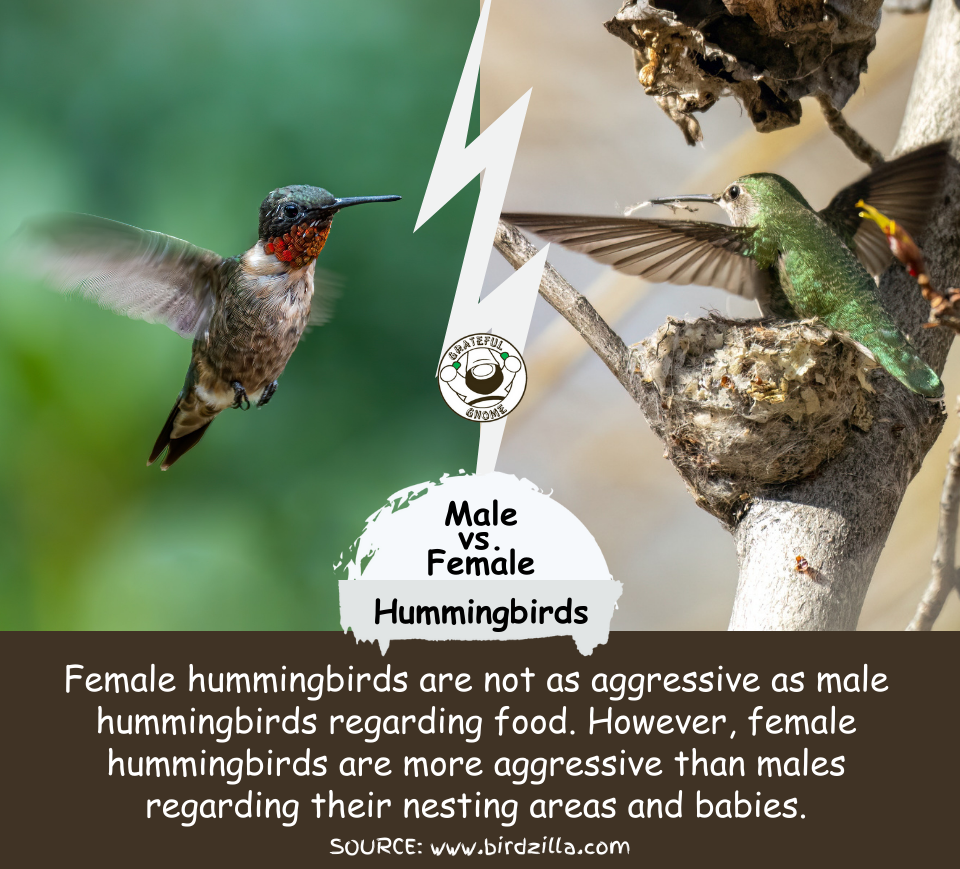 Male vs. Female Hummingbirds – Grateful Gnome