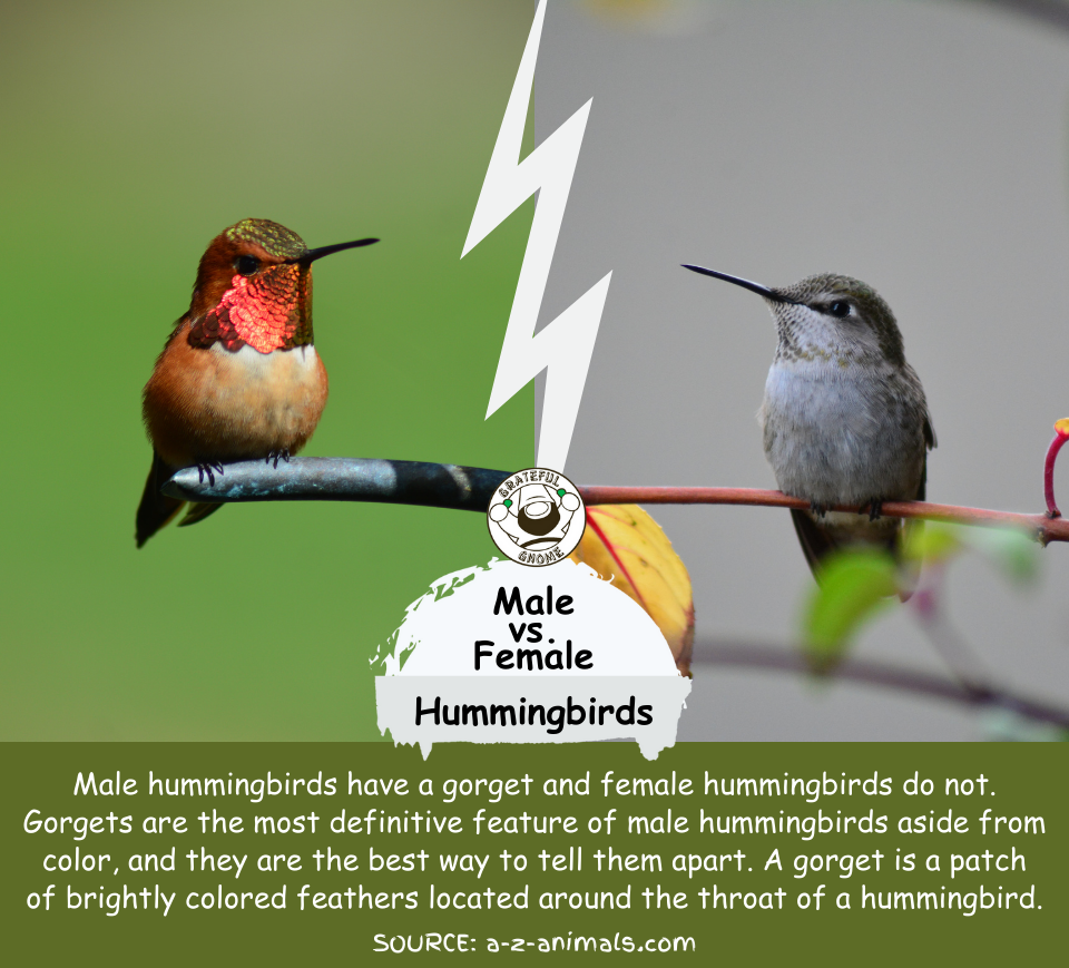 Male vs. Female Hummingbirds – Grateful Gnome