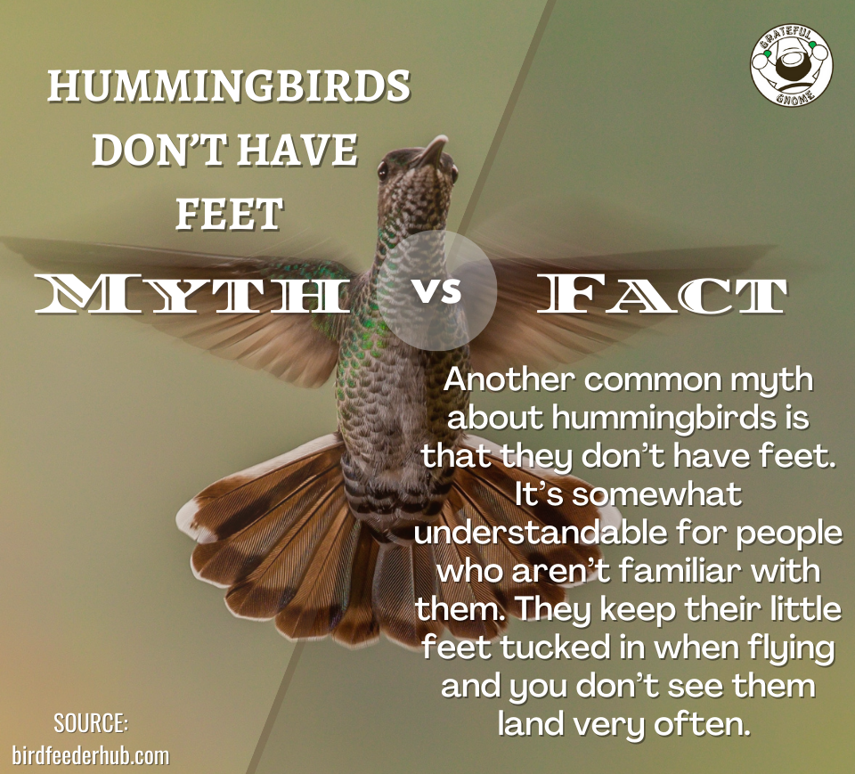 Myth vs. Fact – Grateful Gnome