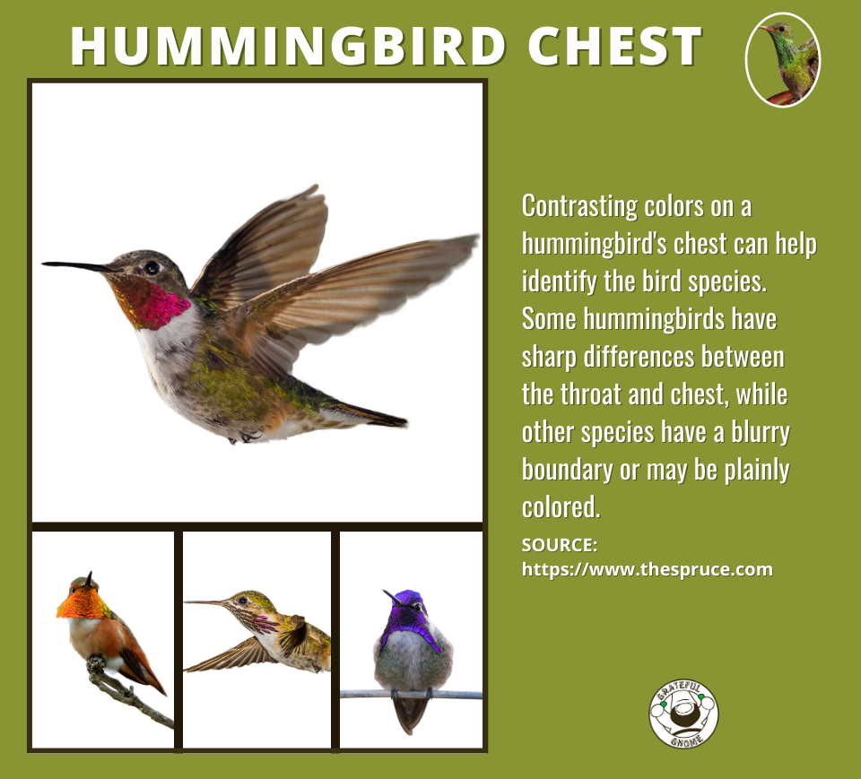 Hummingbird Chest - Hummingbird Anatomy – Grateful Gnome
