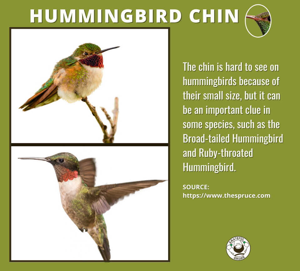 Hummingbird Chin - Hummingbird Anatomy – Grateful Gnome