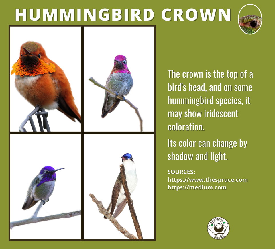 Hummingbird Crown - Hummingbird Anatomy – Grateful Gnome
