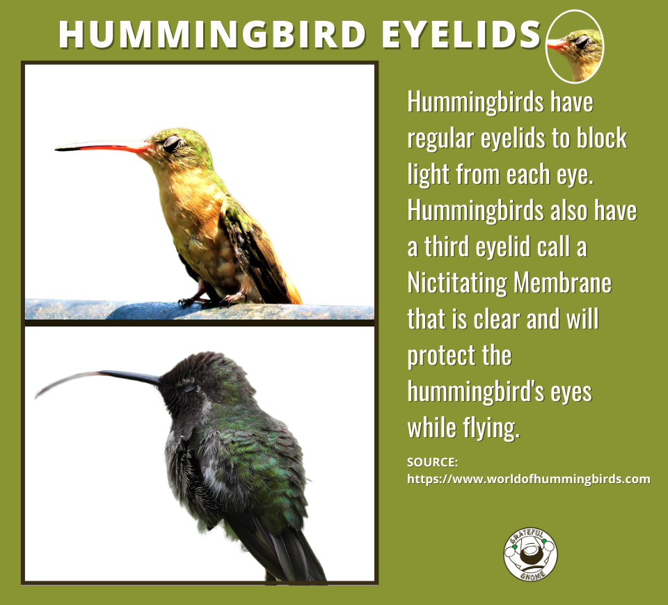 Hummingbird Eyelids - Hummingbird Anatomy – Grateful Gnome