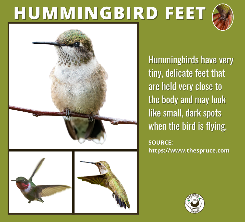 Hummingbird Feet - Hummingbird Anatomy – Grateful Gnome