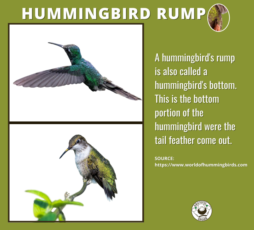 Hummingbird Rump - Hummingbird Anatomy – Grateful Gnome