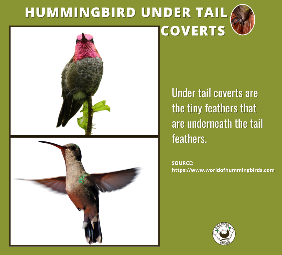 Hummingbird Under Tail Coverts - Hummingbird Anatomy – Grateful Gnome