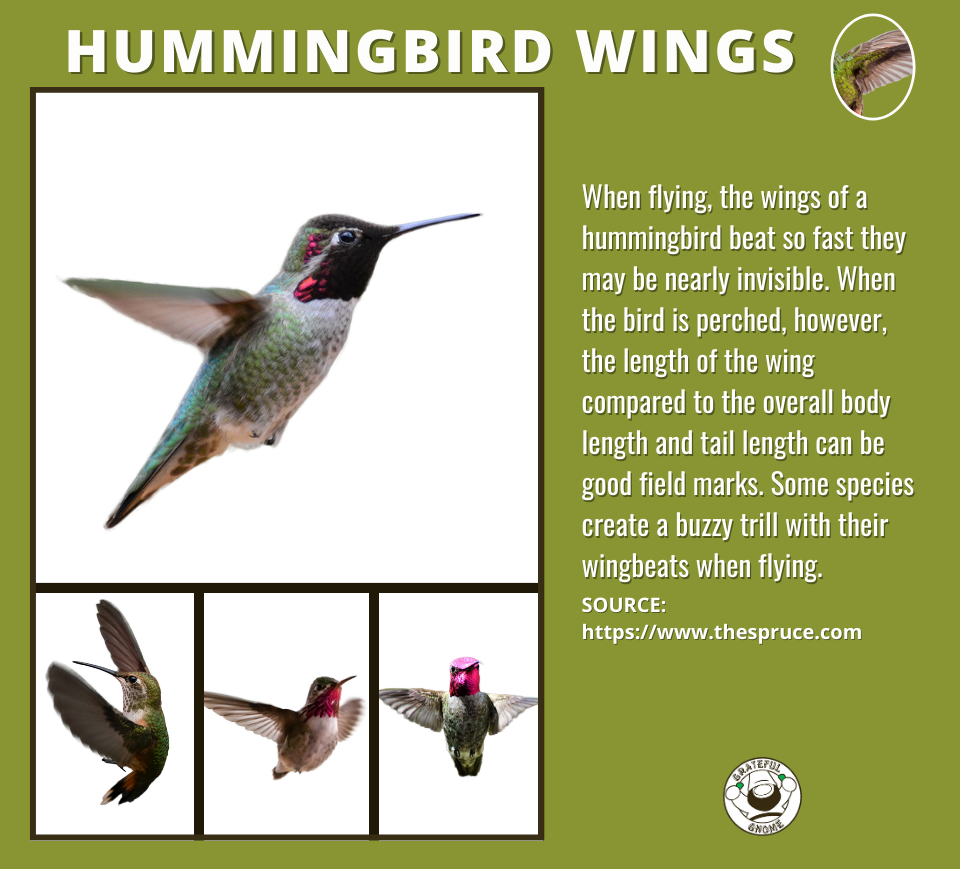 Hummingbird Wings – Grateful Gnome