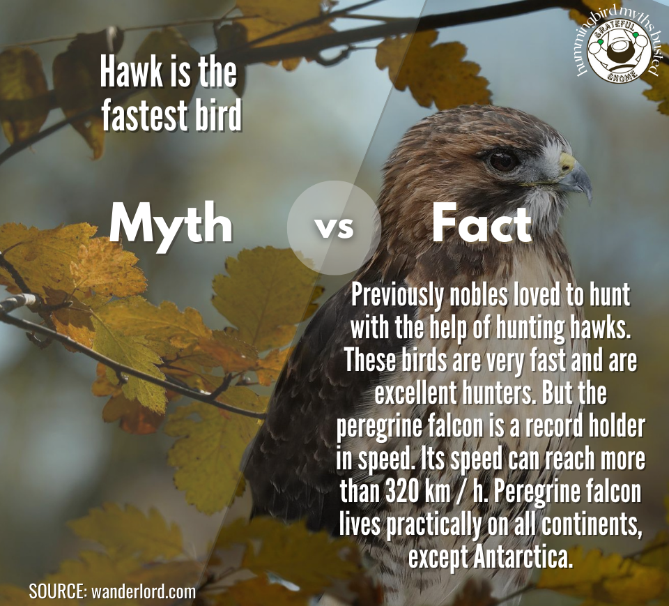 Myth vs Fact – Grateful Gnome