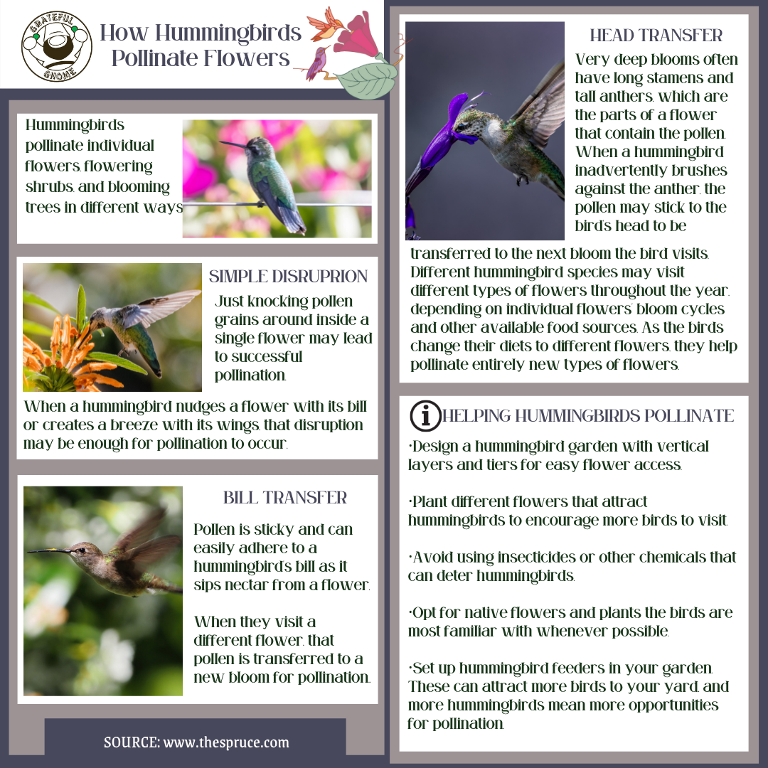 How Hummingbirds Pollinate Flowers – Grateful Gnome